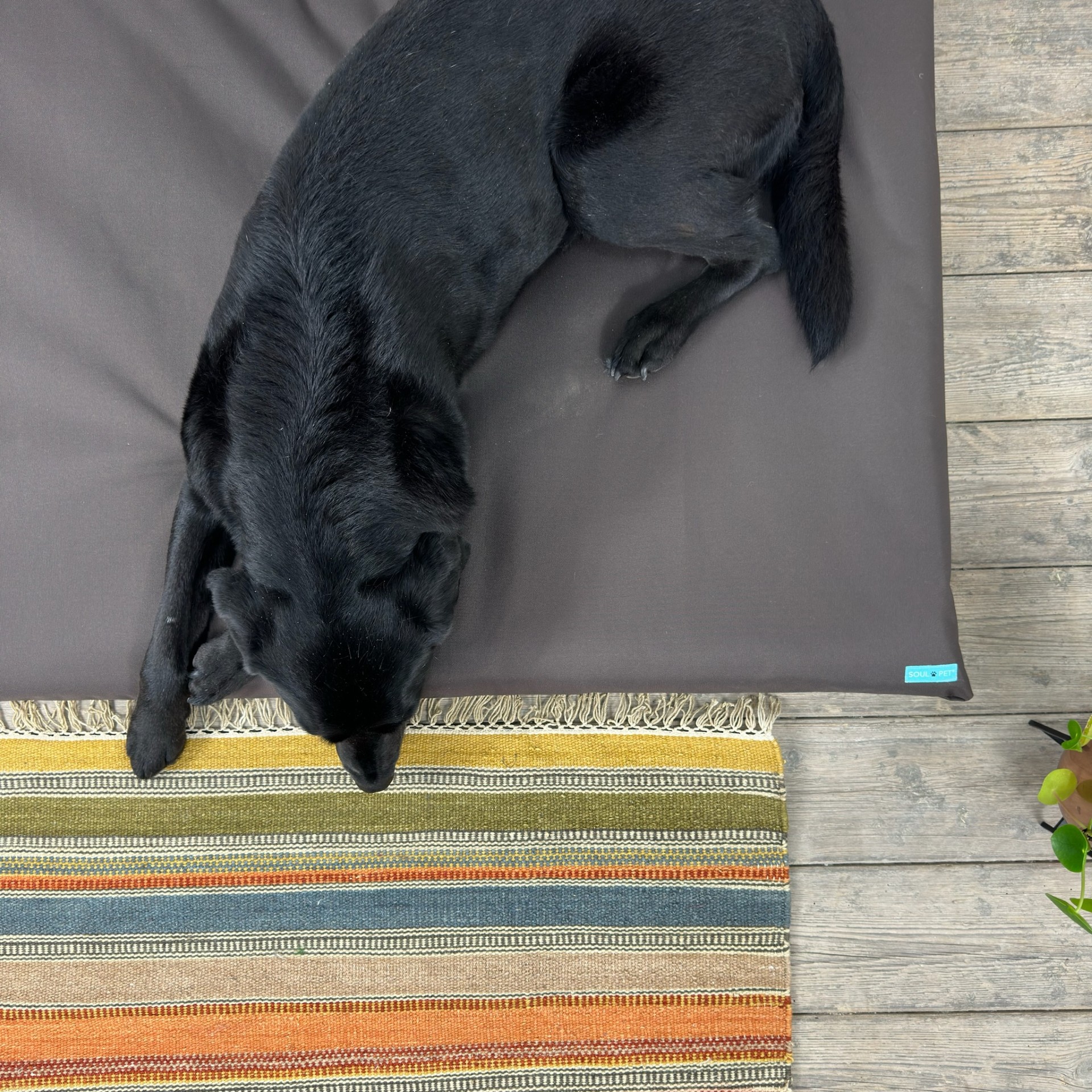 New Dog Copenhagen indoor pet accessories