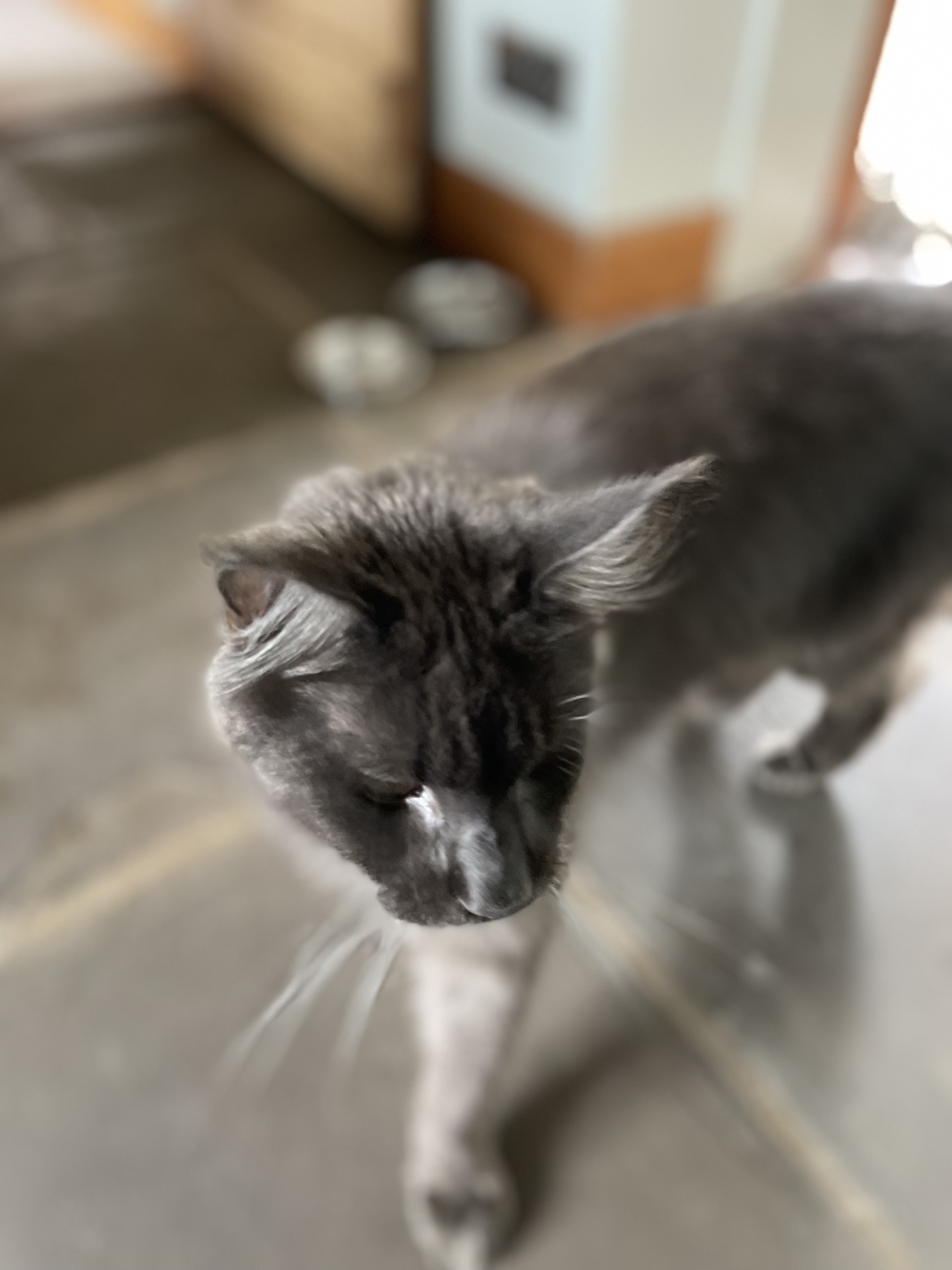 Pet Supplies | Dog Accessories Specialist | Soul Pet