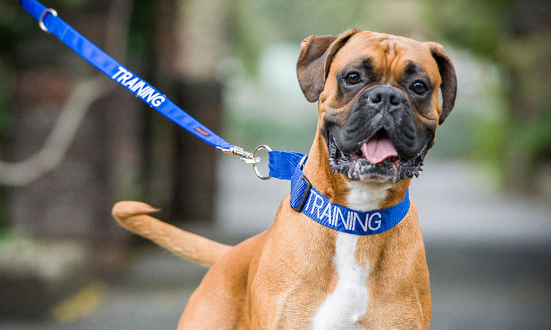 Awareness Dog Walking Products