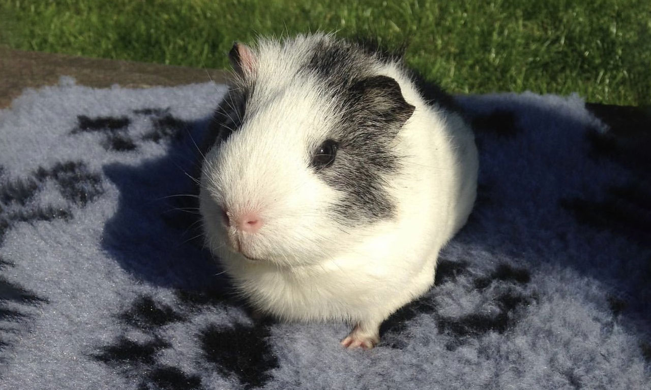 Where is the most random place you have used our Vet Bedding?