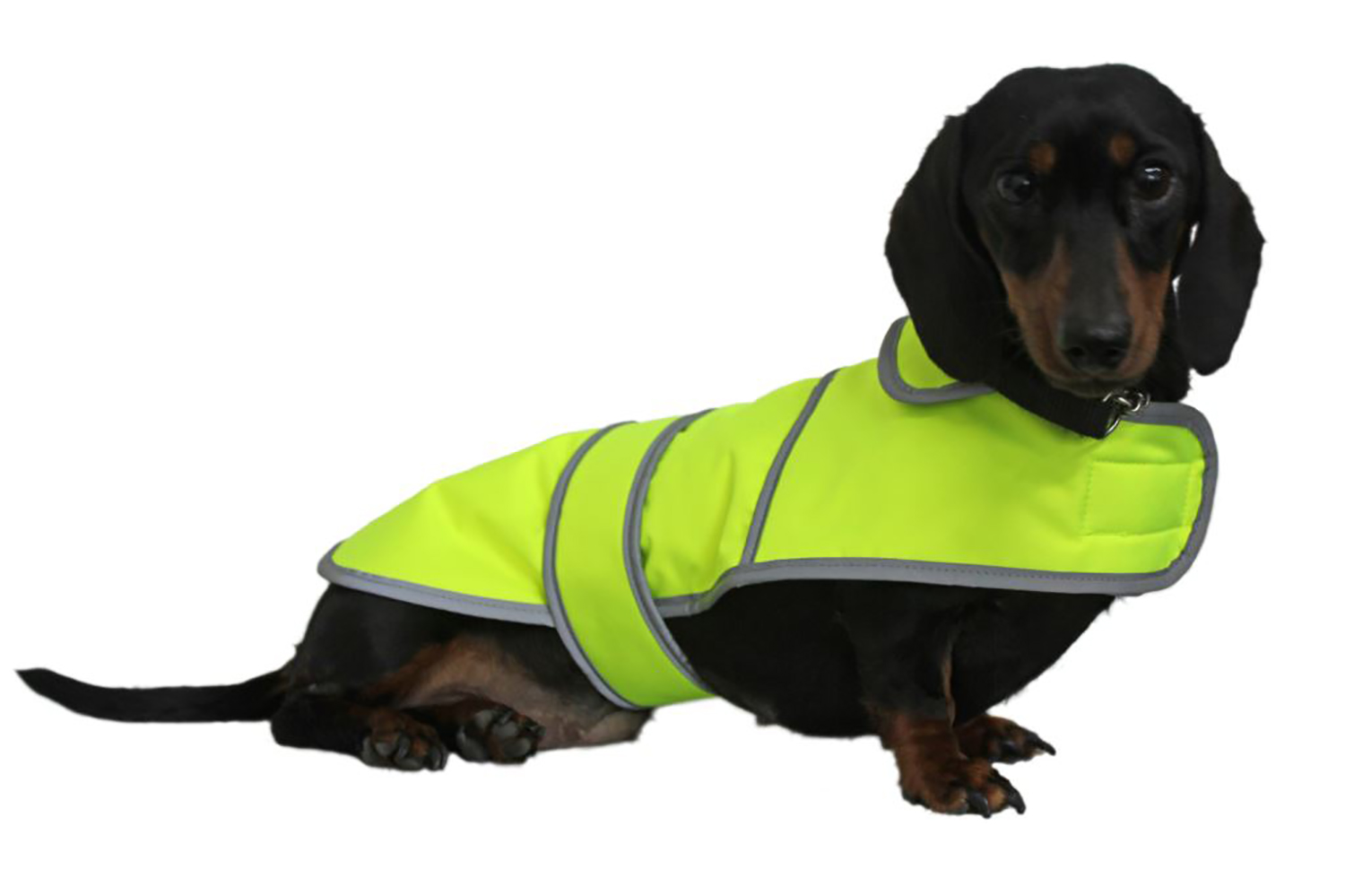 Hi-visibility Safety Dog Coat, designed specifically for the standard ...