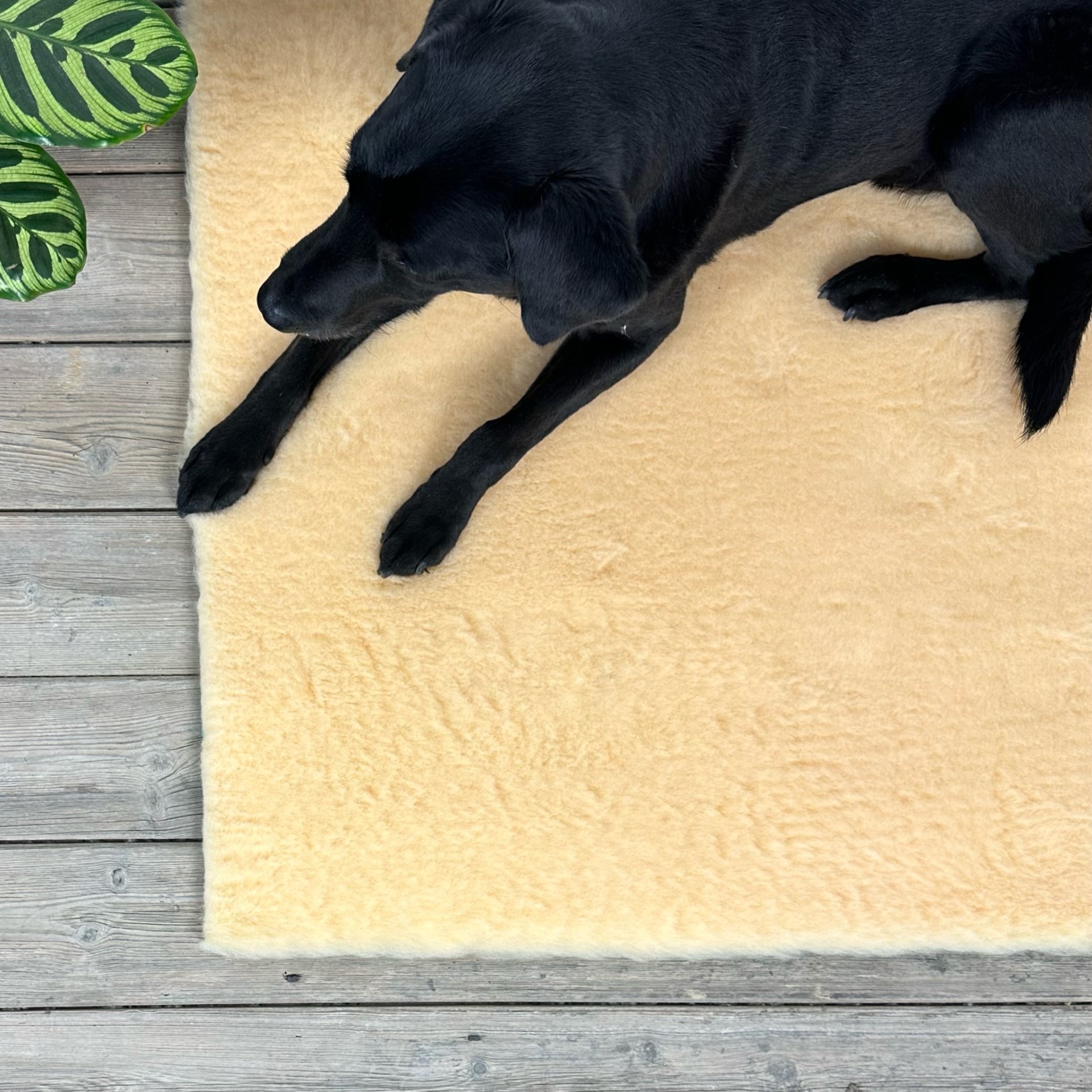 Cream Traditional vet bedding,vet bed cut in squares or rolls Dog ...