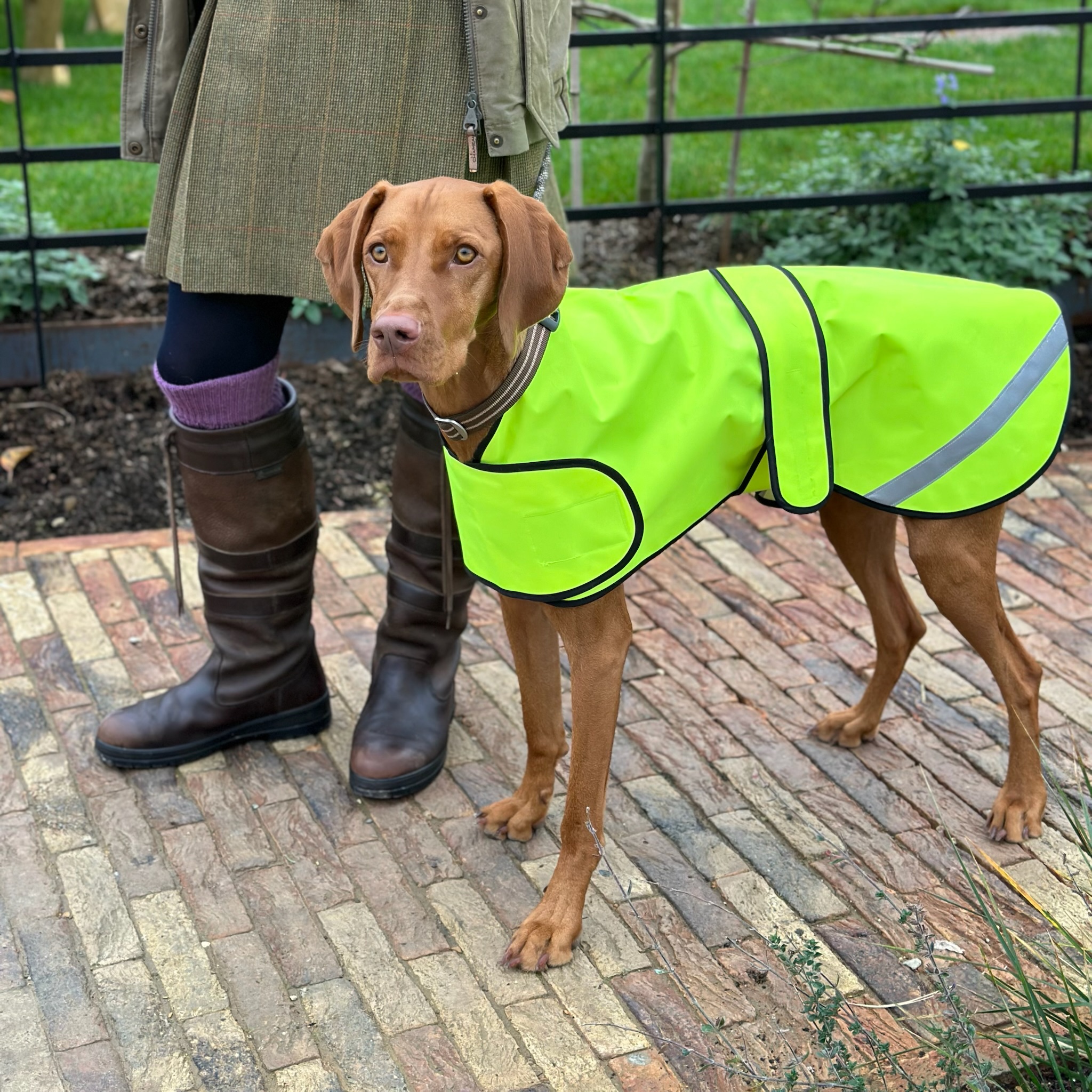 Hi-visibility Waterproof Dog Safety Coat Waterproof Fabric. Fluorescent ...