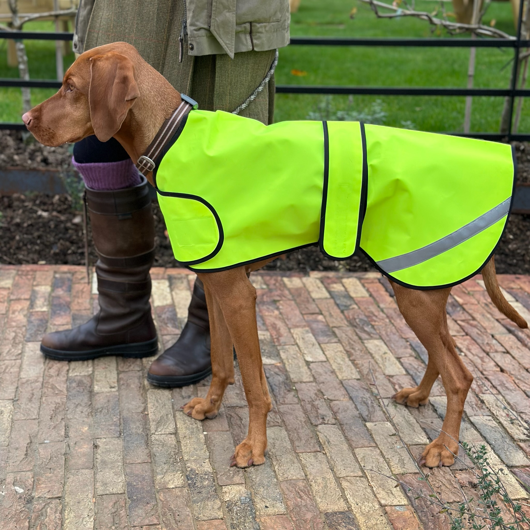 Hi-visibility Waterproof Dog Safety Coat Waterproof Fabric. Fluorescent ...