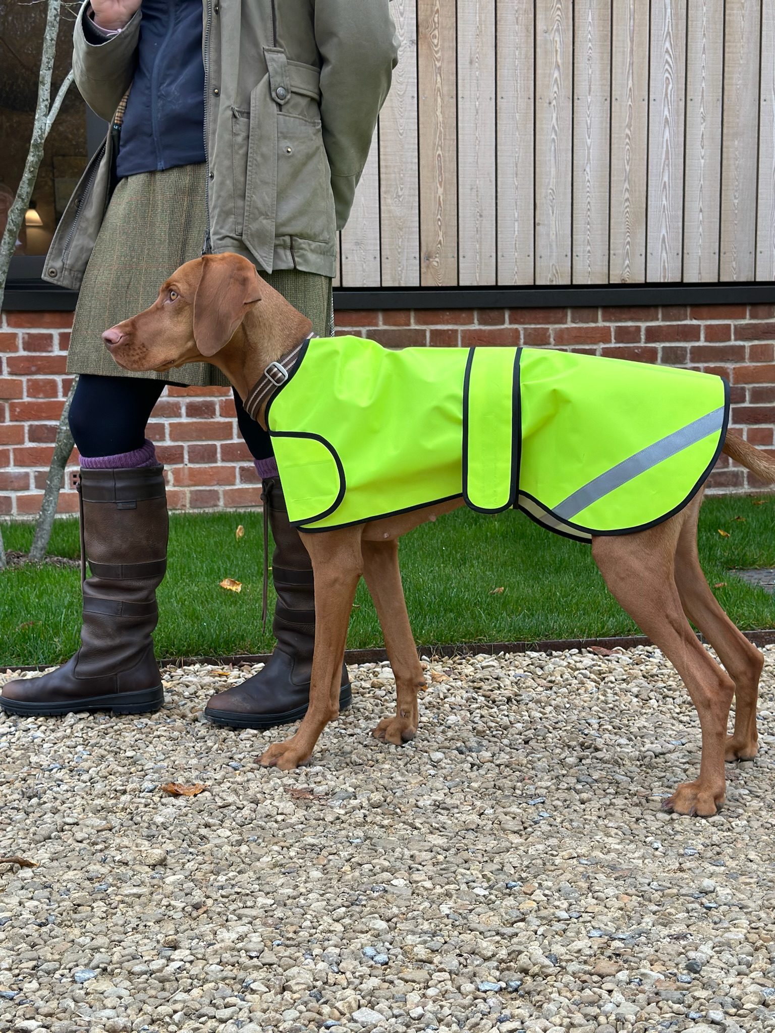Hi-visibility Waterproof Dog Safety Coat Waterproof Fabric. Fluorescent ...