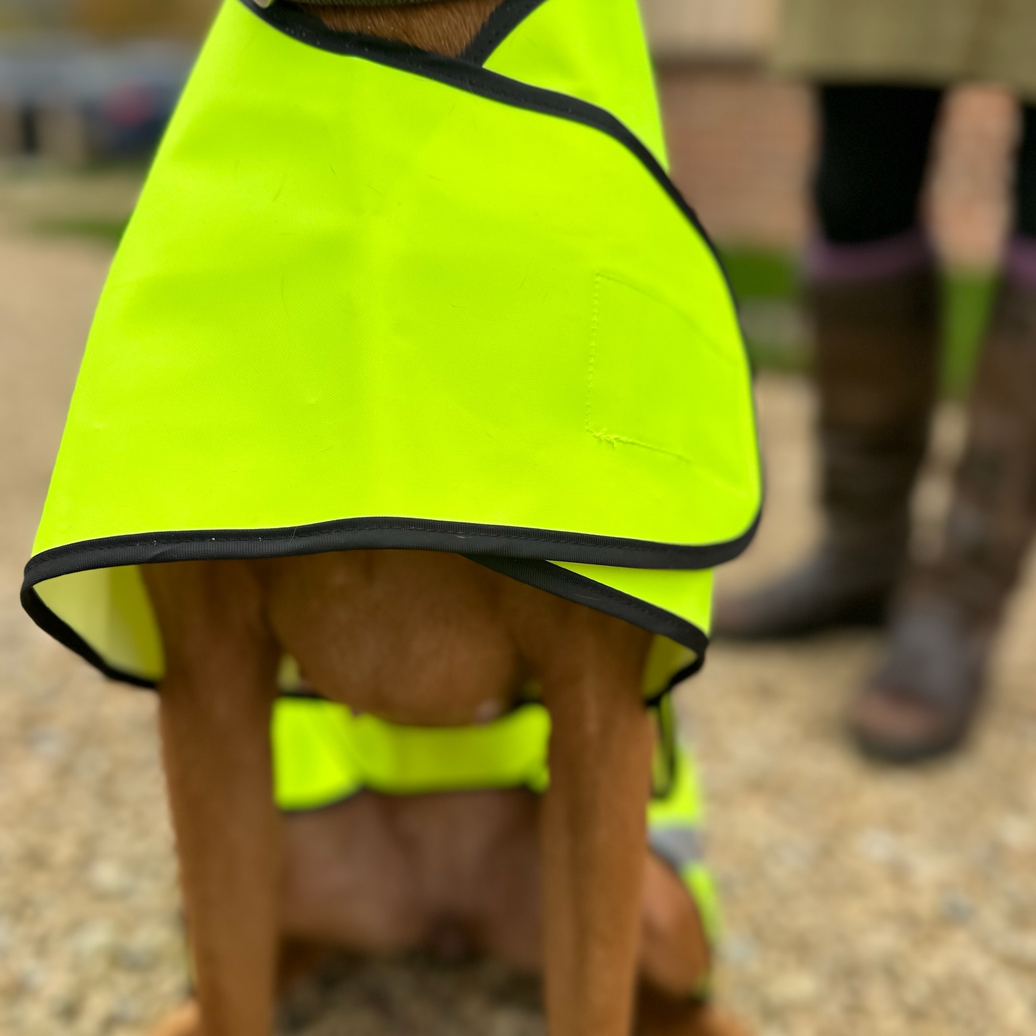 Hi-visibility Waterproof Dog Safety Coat Waterproof Fabric. Fluorescent ...