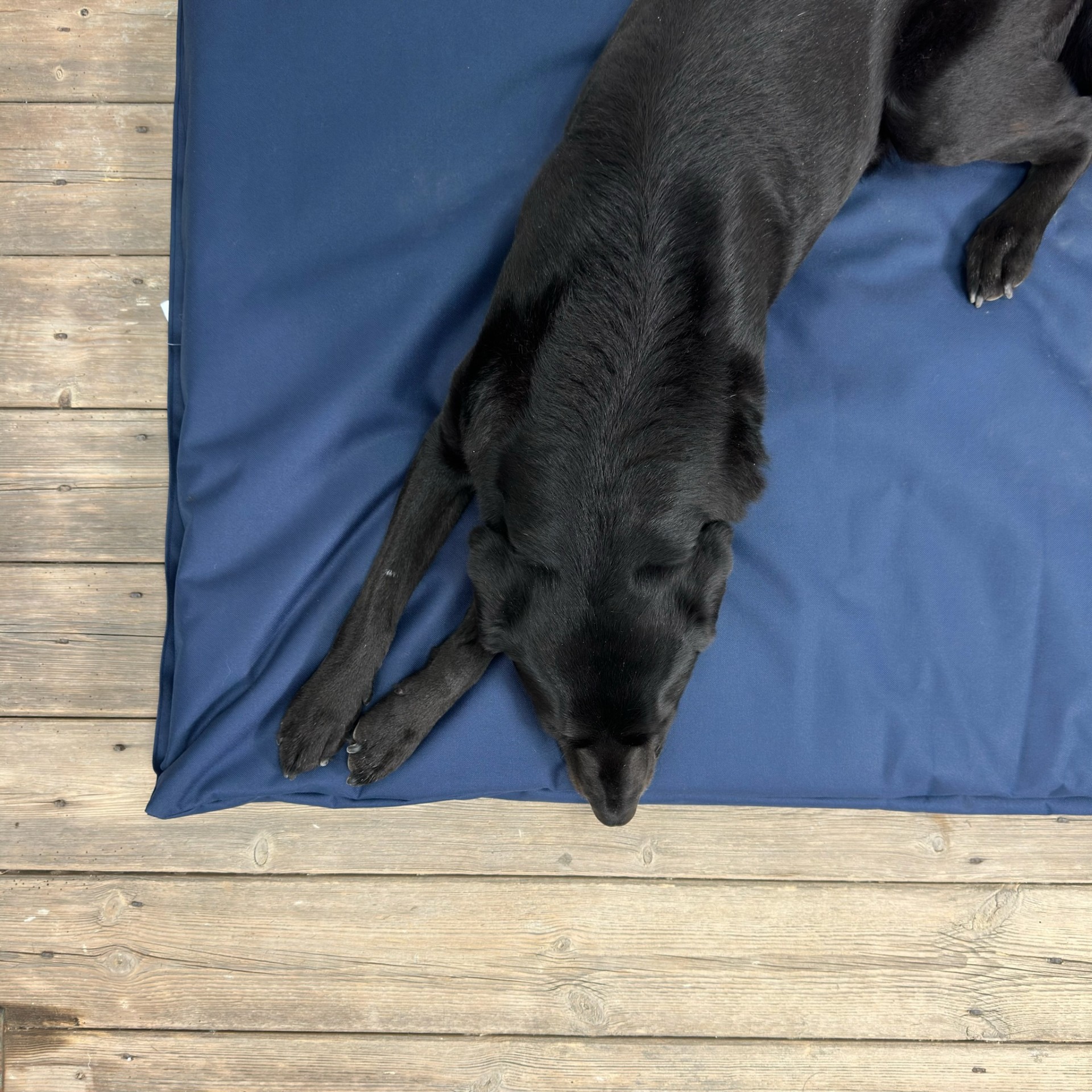 Dog Tough Pads, Waterproof Dog Mats, easy wash,car travel, cages, dog ...