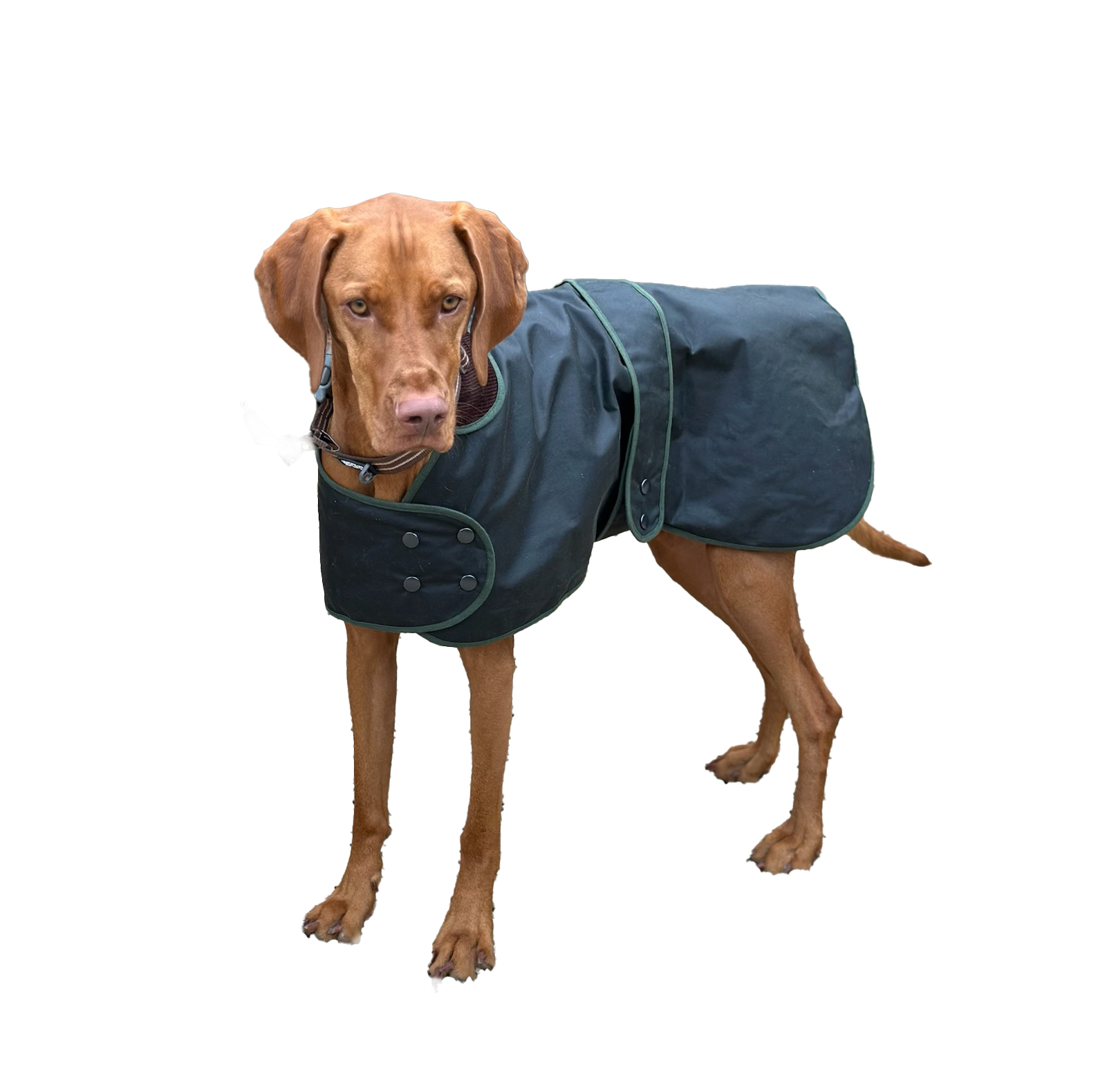 Dog Coats & Jackets UK | British Made | SoulPet