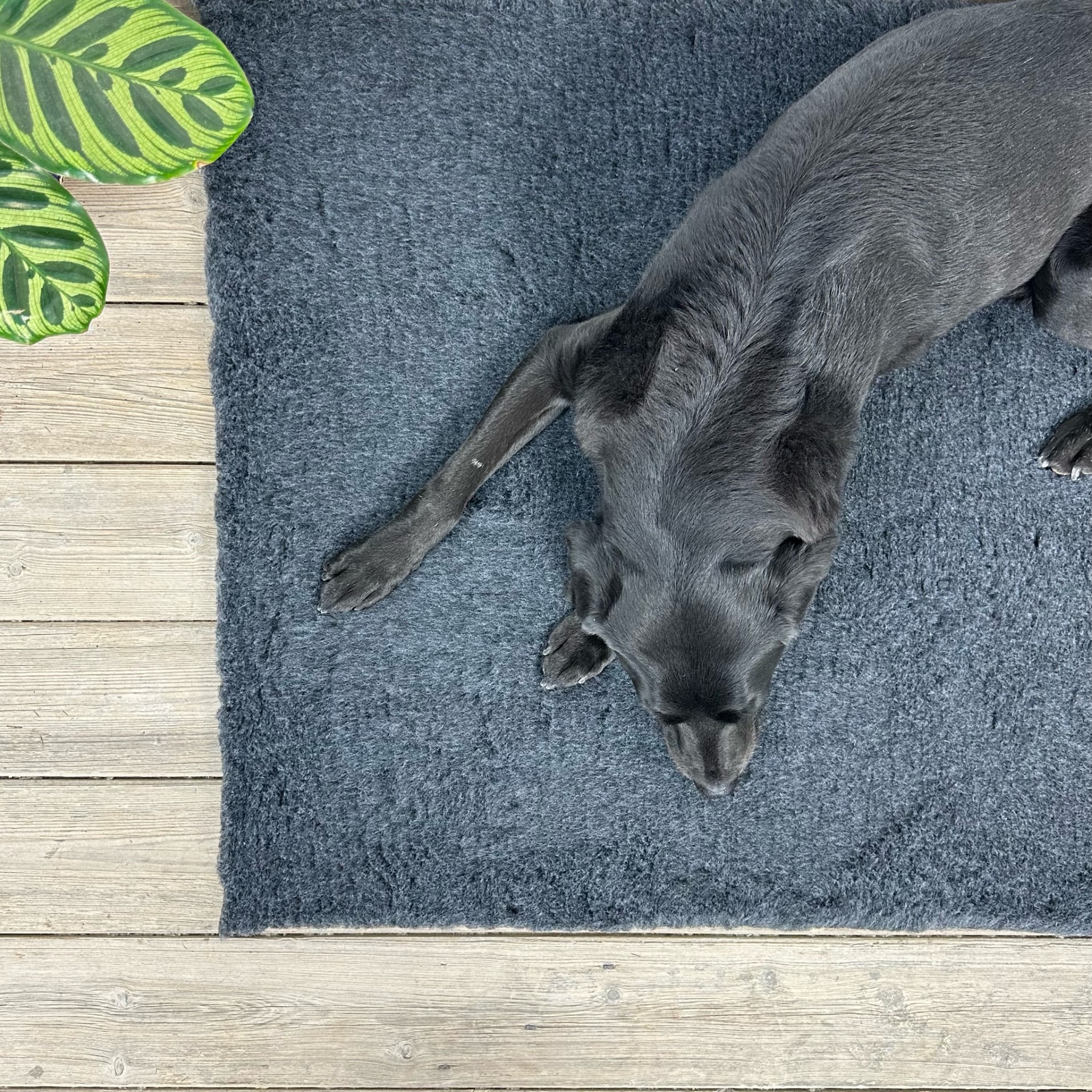 Traditional Charcoal Vet Bedding roll whelping fleece dog puppy pro bed ...